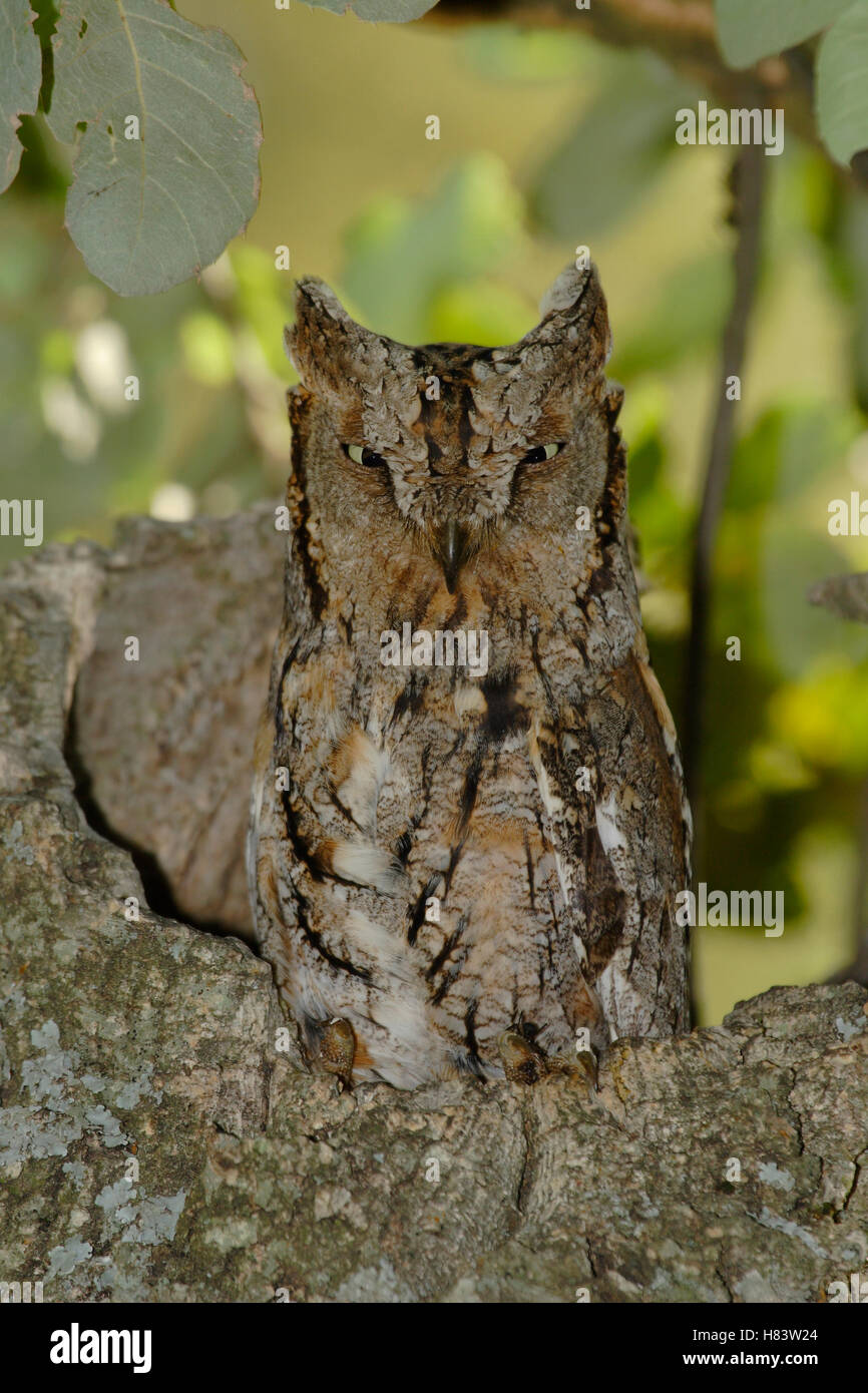 Common Scops-Owl (Otus scops), Cadiz, Spain Stock Photo - Alamy