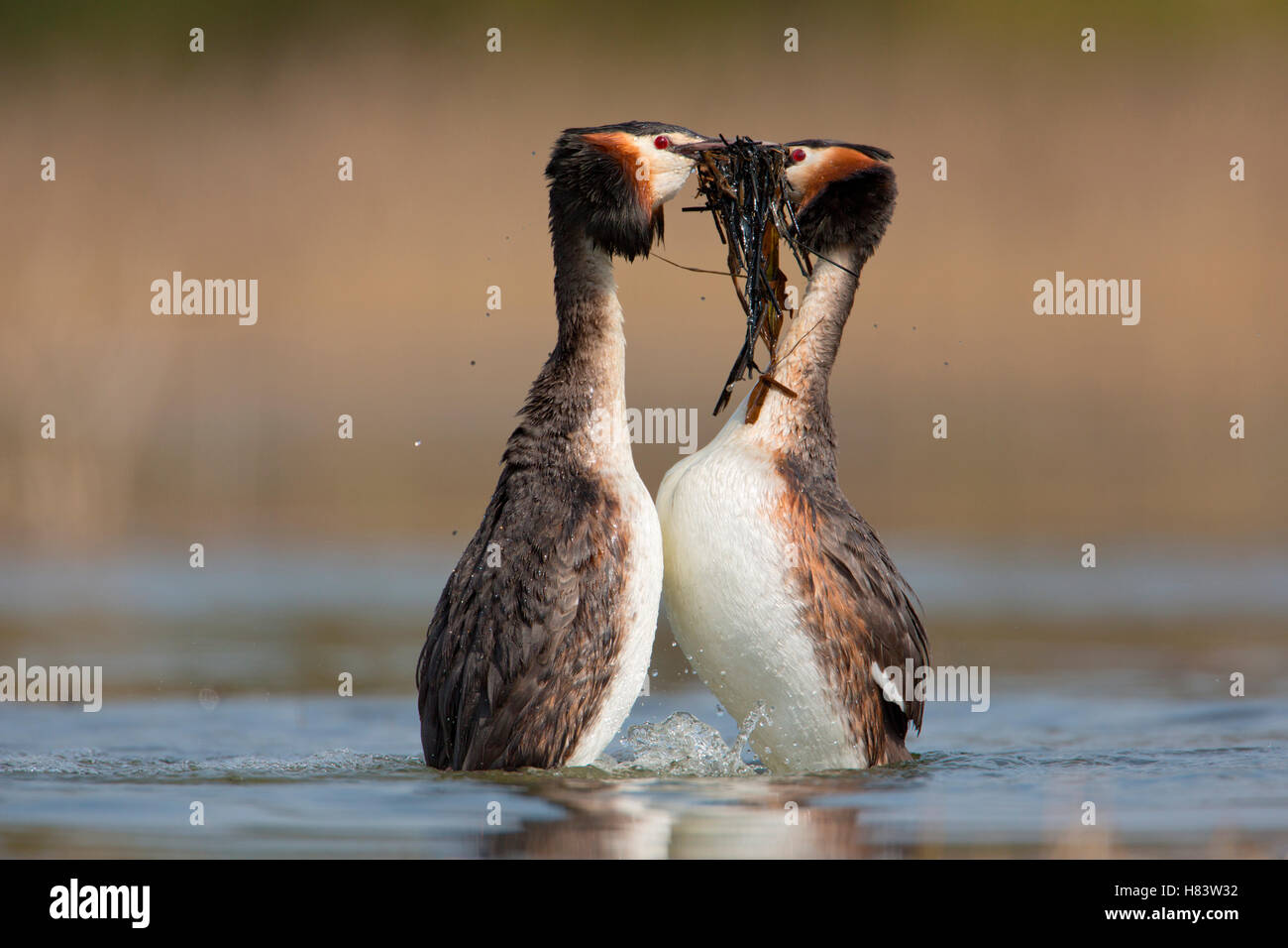 Great Crested Grebe (Podiceps cristatus) pair passing weeds in ...