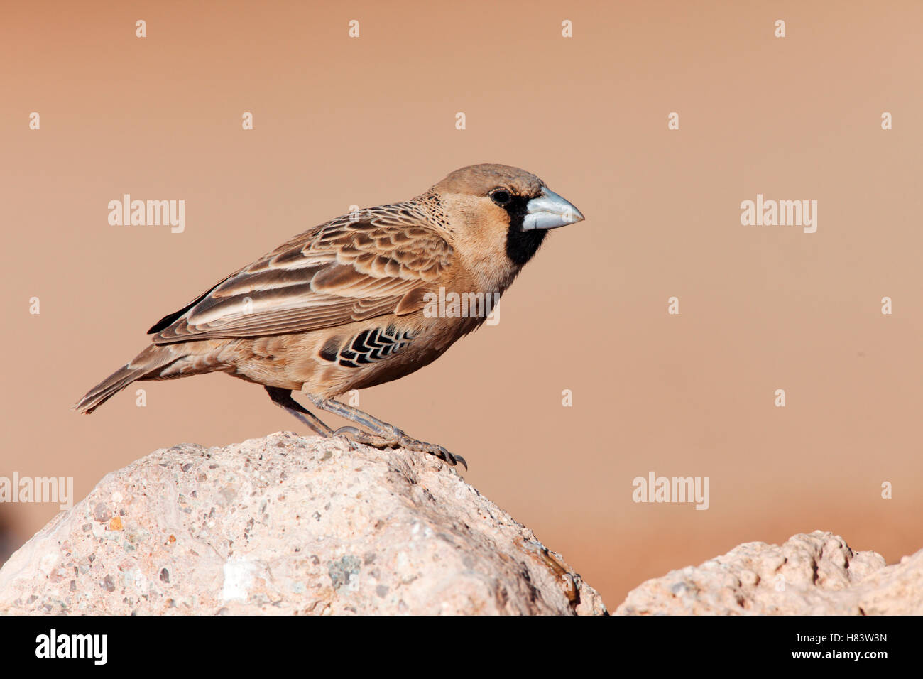 Sociable Weaver (Philetairus socius), Sossusvlei, Namibia Stock Photo ...