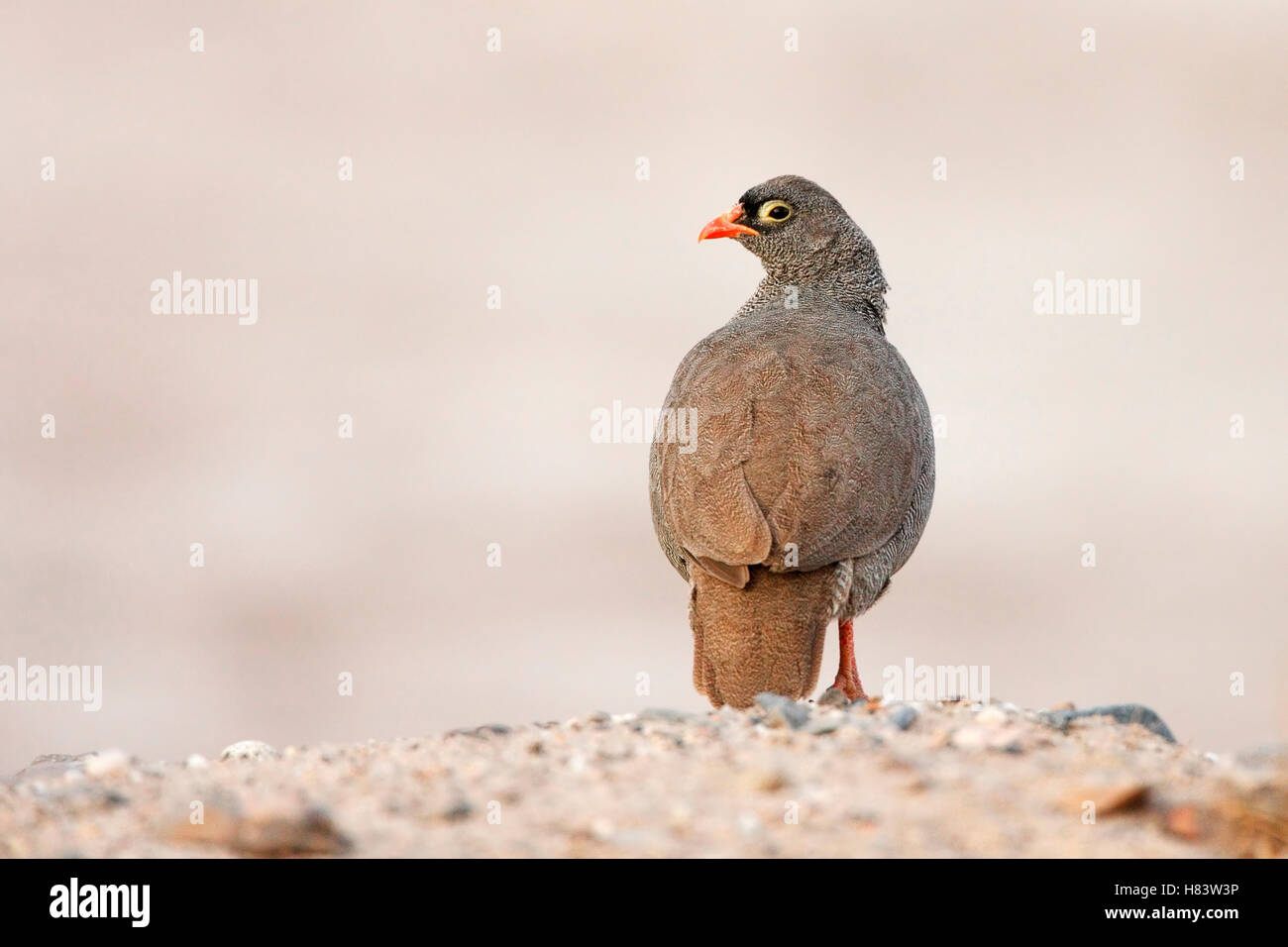 Red-billed Spurfowl (Pternistis adspersus), Namibia Stock Photo - Alamy