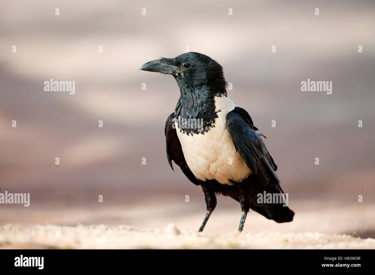 Pied Crow (Corvus albus), Cape Fria, Namibia Stock Photo - Alamy