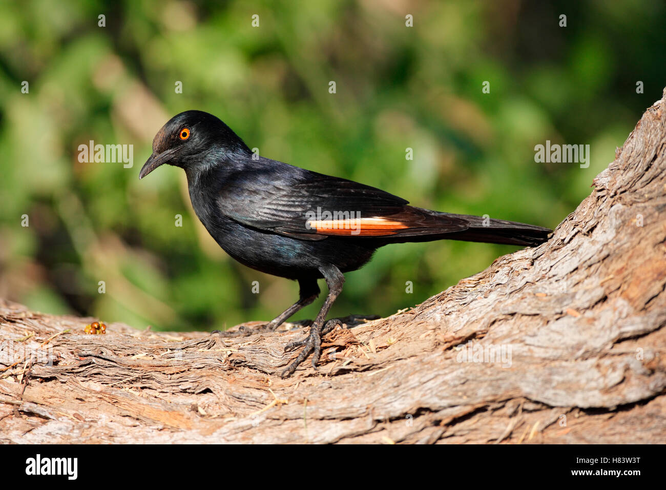 Pale-winged Starling (Onychognathus nabouroup), Namibia Stock Photo - Alamy