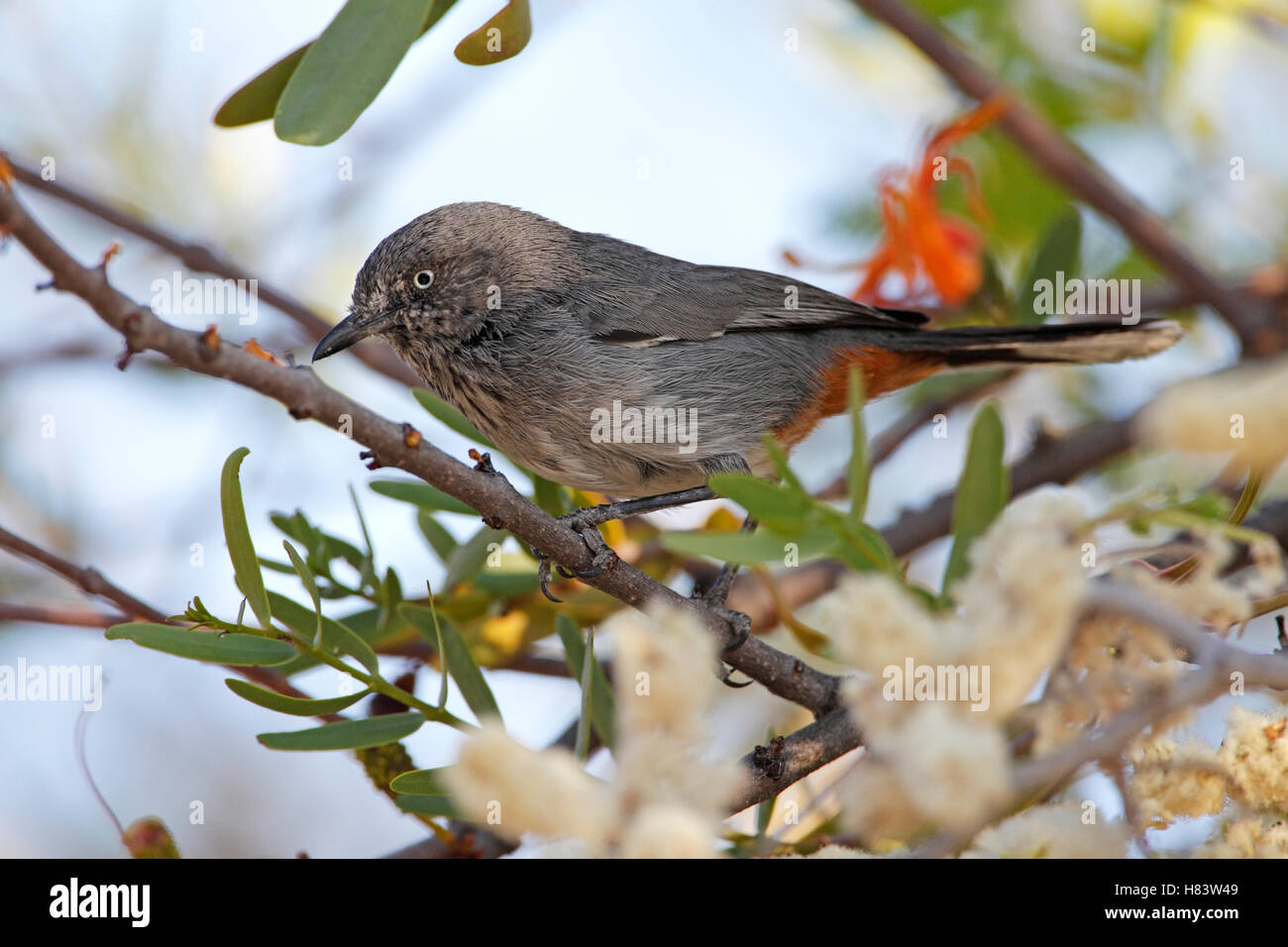 Rufous-vented Warbler (Sylvia subcaerulea), Windhoek, Namibia Stock ...