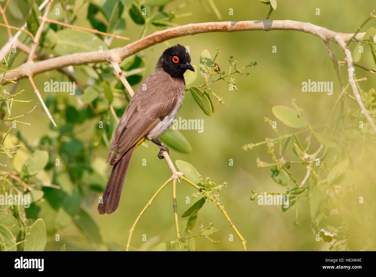 African Red-eyed Bulbul (Pycnonotus nigricans), Kunene, Namibia Stock ...