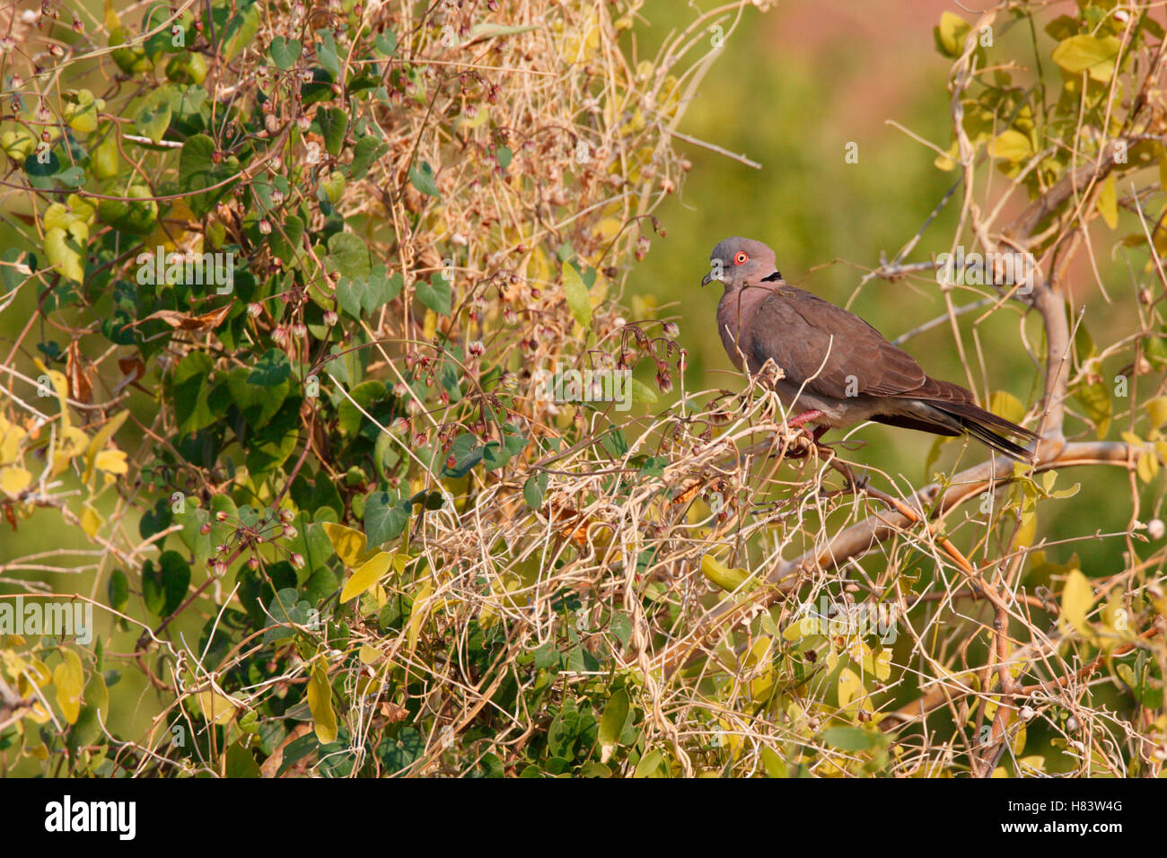 Mourning Dove (Streptopelia decipiens), Kunene, Namibia Stock Photo - Alamy