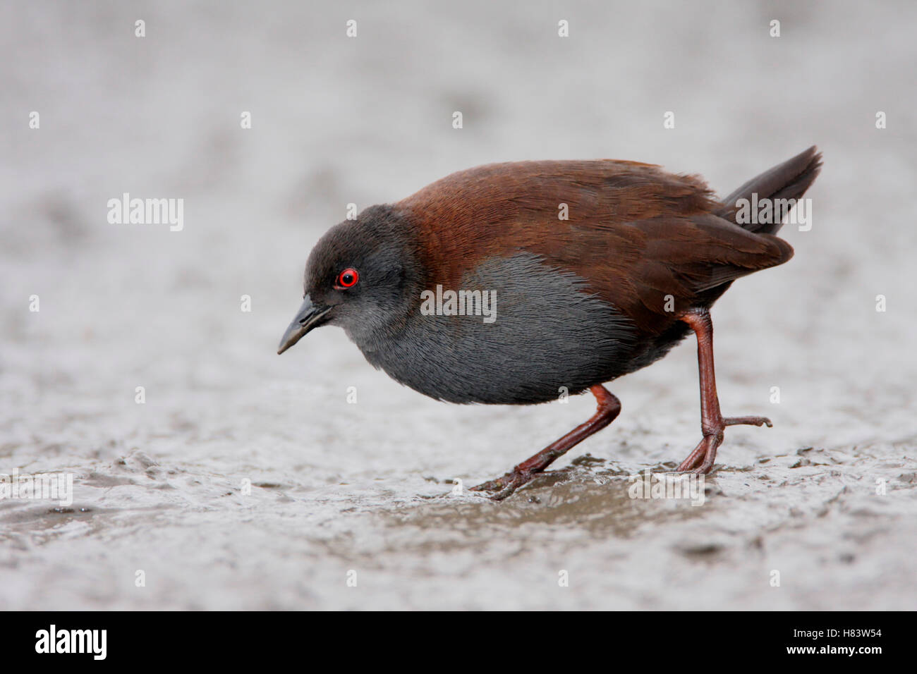 Spotless Crake (Porzana tabuensis), Australia Stock Photo - Alamy
