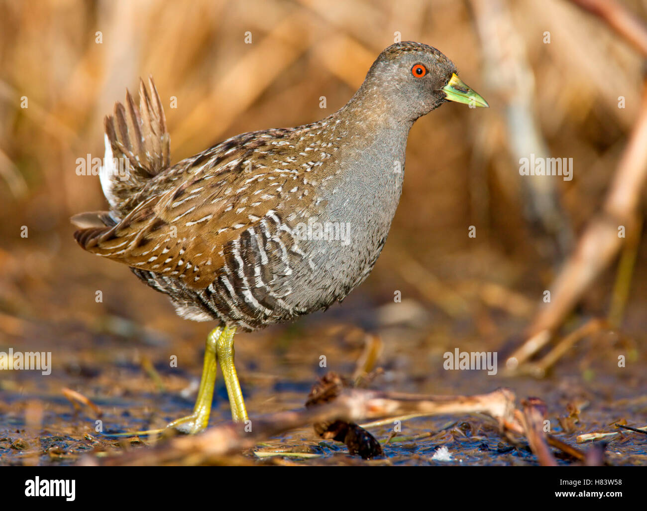 Australian Crake (Porzana fluminea), Australia Stock Photo - Alamy