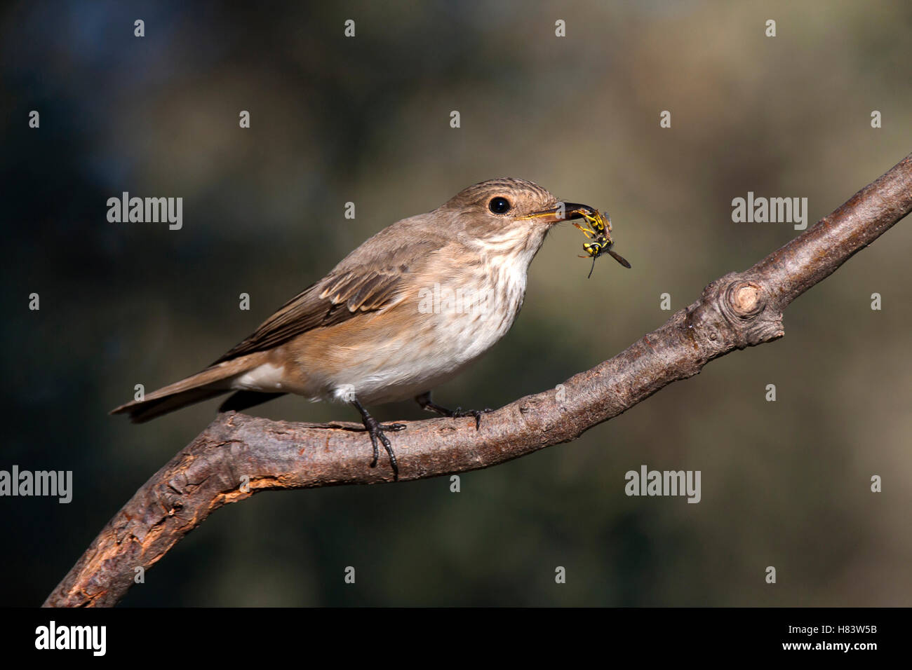 Spotted Flycatcher (Muscicapa striata) with insect prey, Castile-La ...