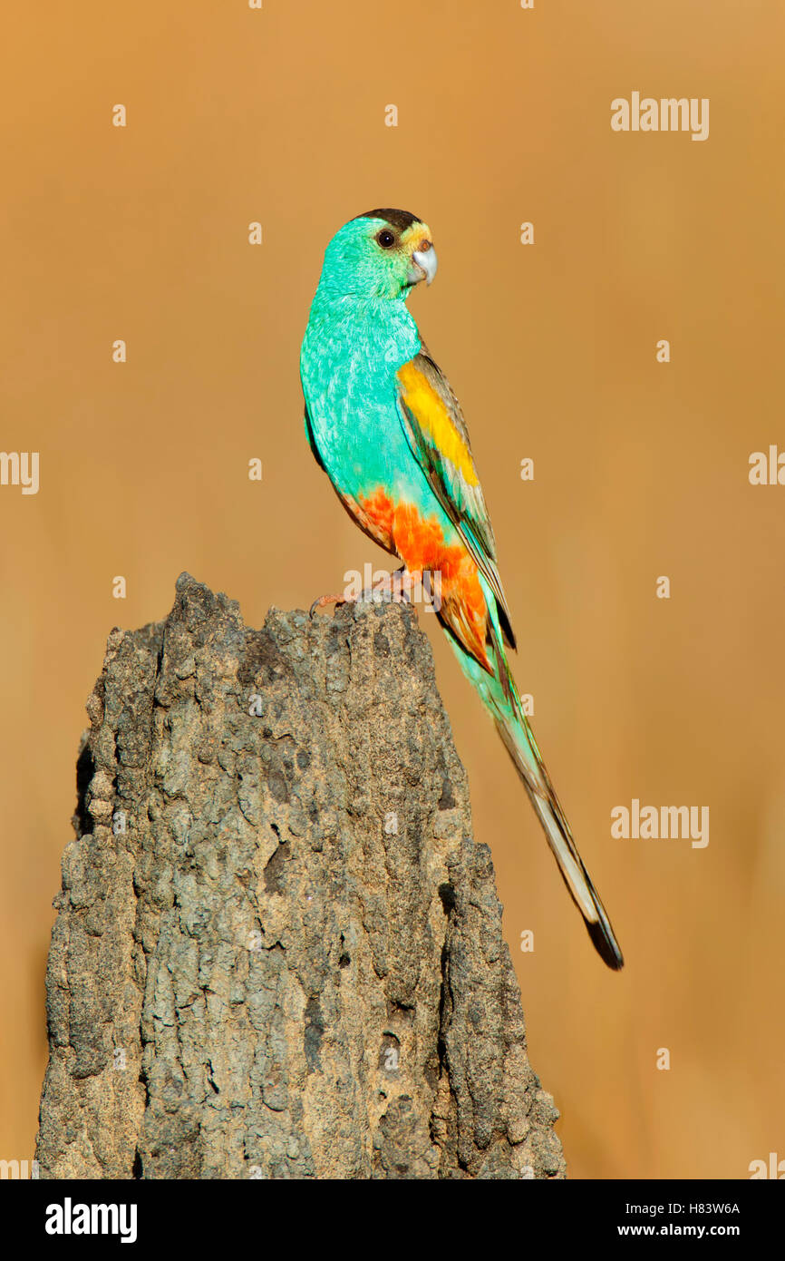 Golden-shouldered Parrot (Psephotus chrysopterygius) male, Queensland ...