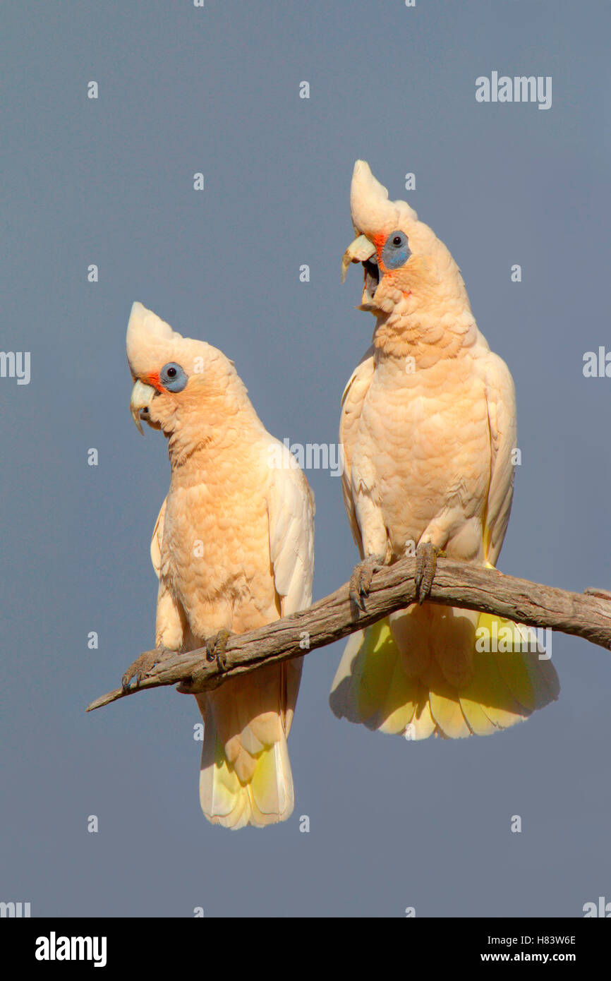 Little Corella (Cacatua pastinator) pair, Lake Muir, Australia Stock ...