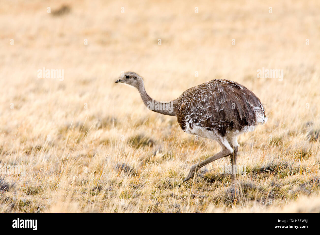 Lesser Rhea (Rhea pennata), Chile Stock Photo - Alamy