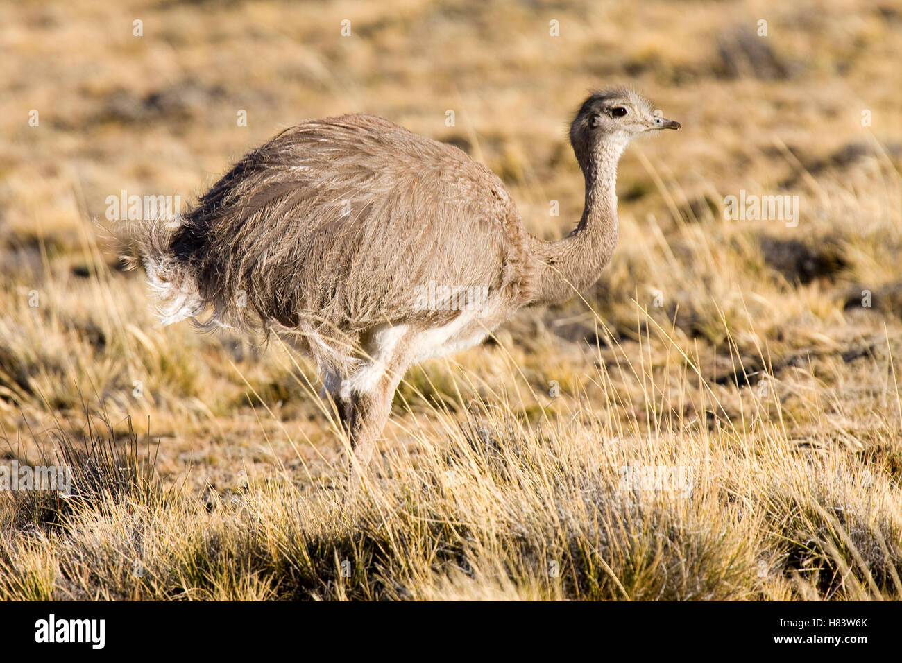 Greater Rhea (Rhea americana), El Calafate, Patagonia, Argentina Stock ...