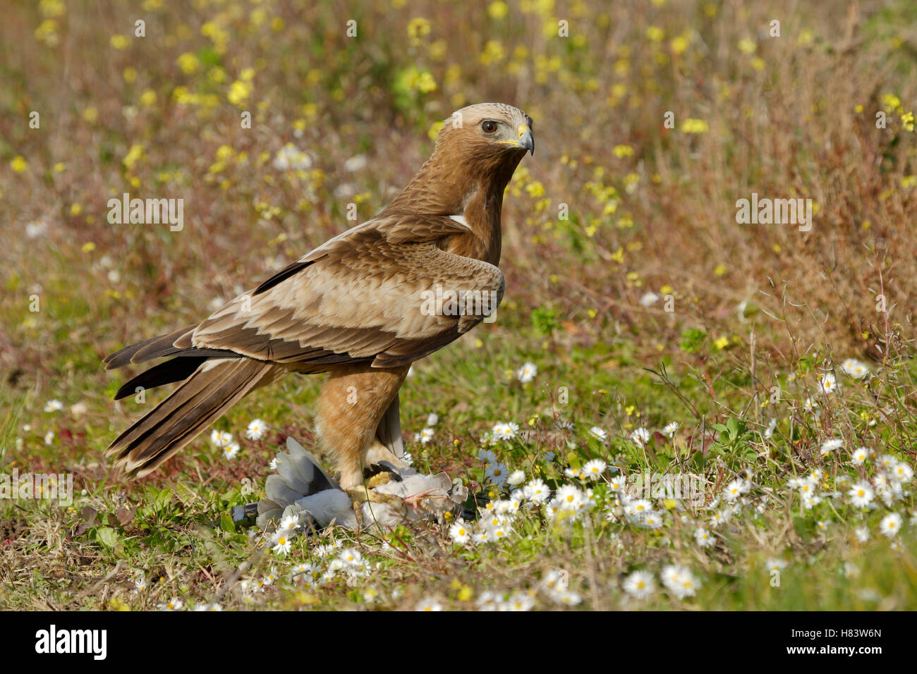 Booted Eagle (Hieraaetus pennatus) with prey, Seville, Spain Stock ...