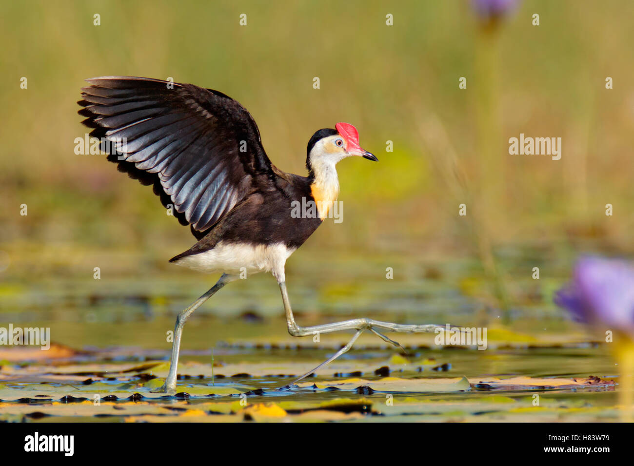 Comb-crested Jacana (Irediparra gallinacea), Queensland, Australia ...