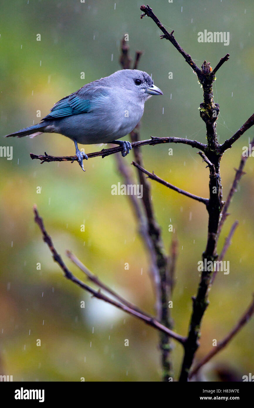 Sayaca Tanager (Thraupis sayaca), Bahia, Brazil Stock Photo - Alamy
