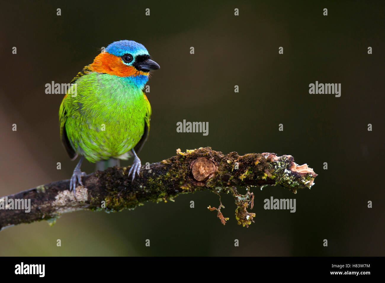 Red-necked Tanager (Tangara cyanocephala) male, Bahia, Brazil Stock ...