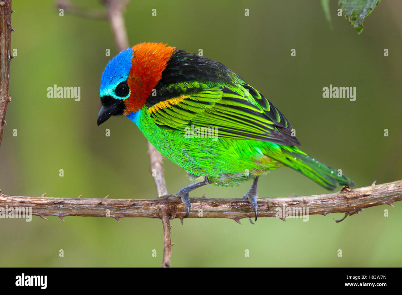 Red-necked Tanager (Tangara cyanocephala) male, Bahia, Brazil Stock ...