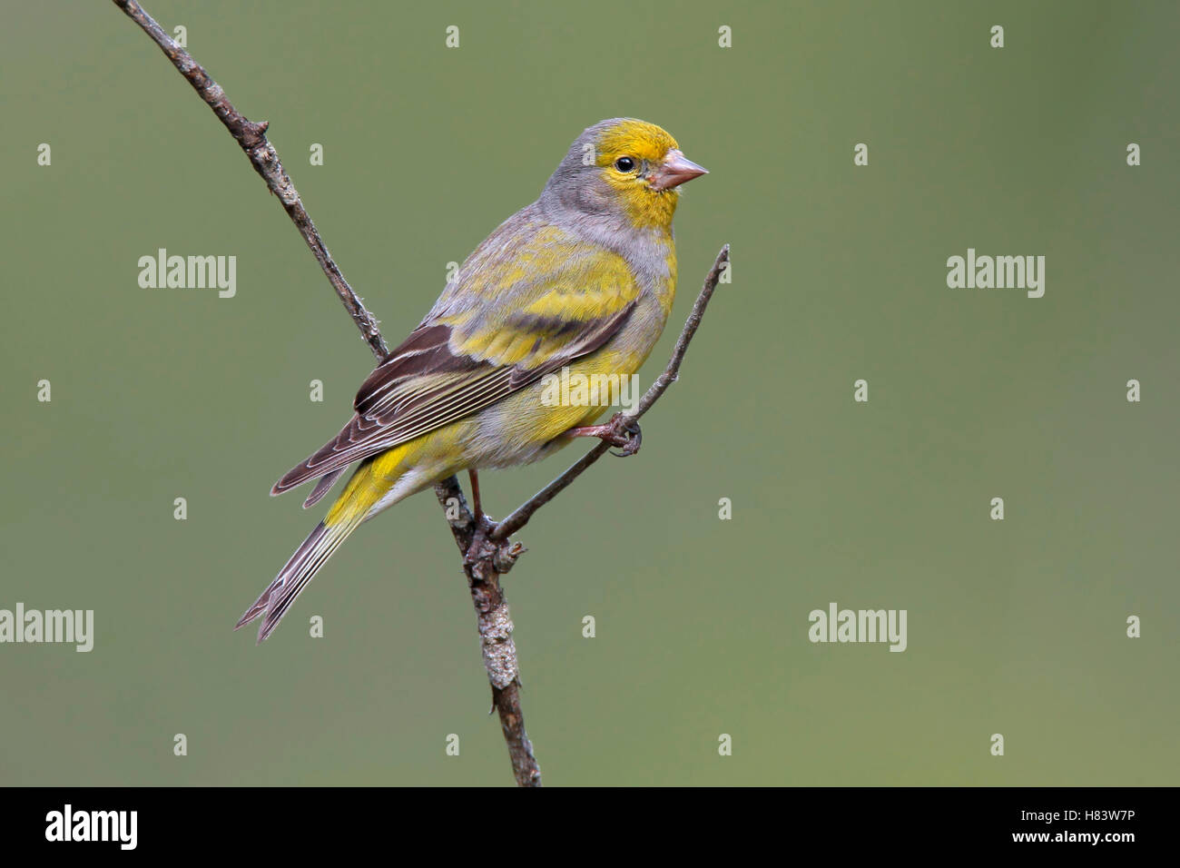 Citril Finch (Carduelis citrinella), Lucerne, Switzerland Stock Photo ...