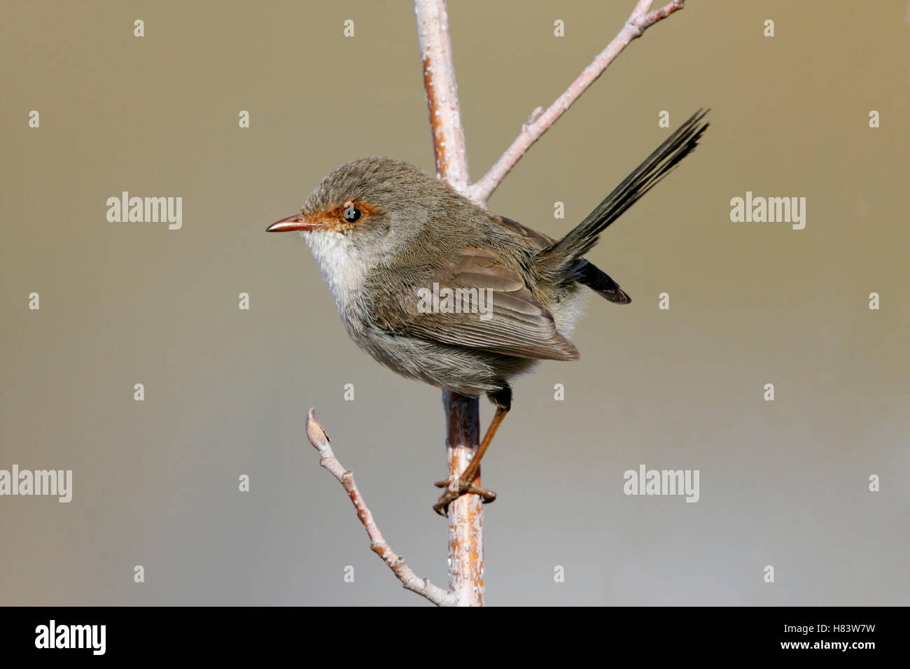 Superb Fairywren (Malurus cyaneus), Australia Stock Photo - Alamy