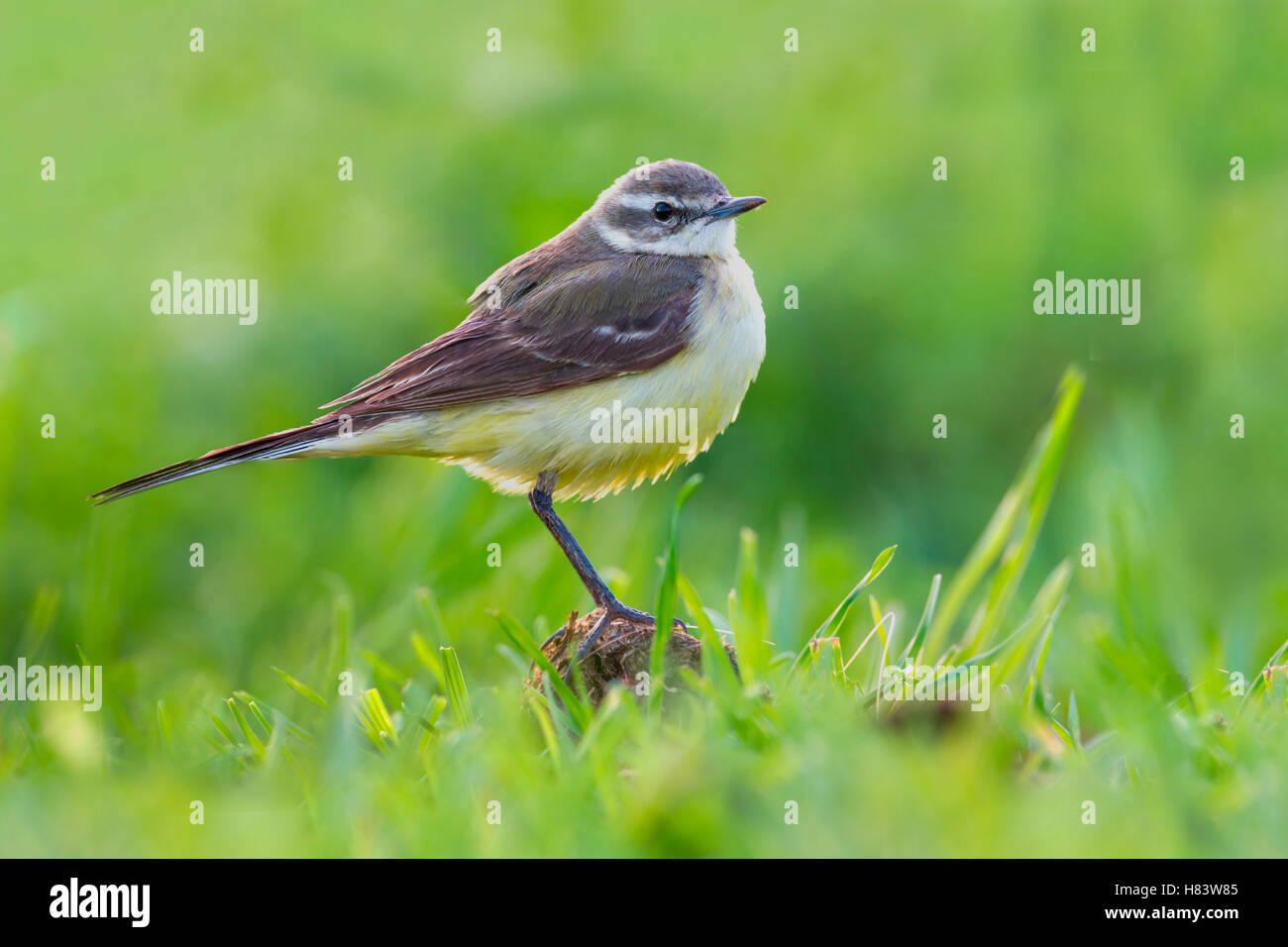 Blue-headed Wagtail (Motacilla flava), Baden-Wurttemberg, Germany Stock ...
