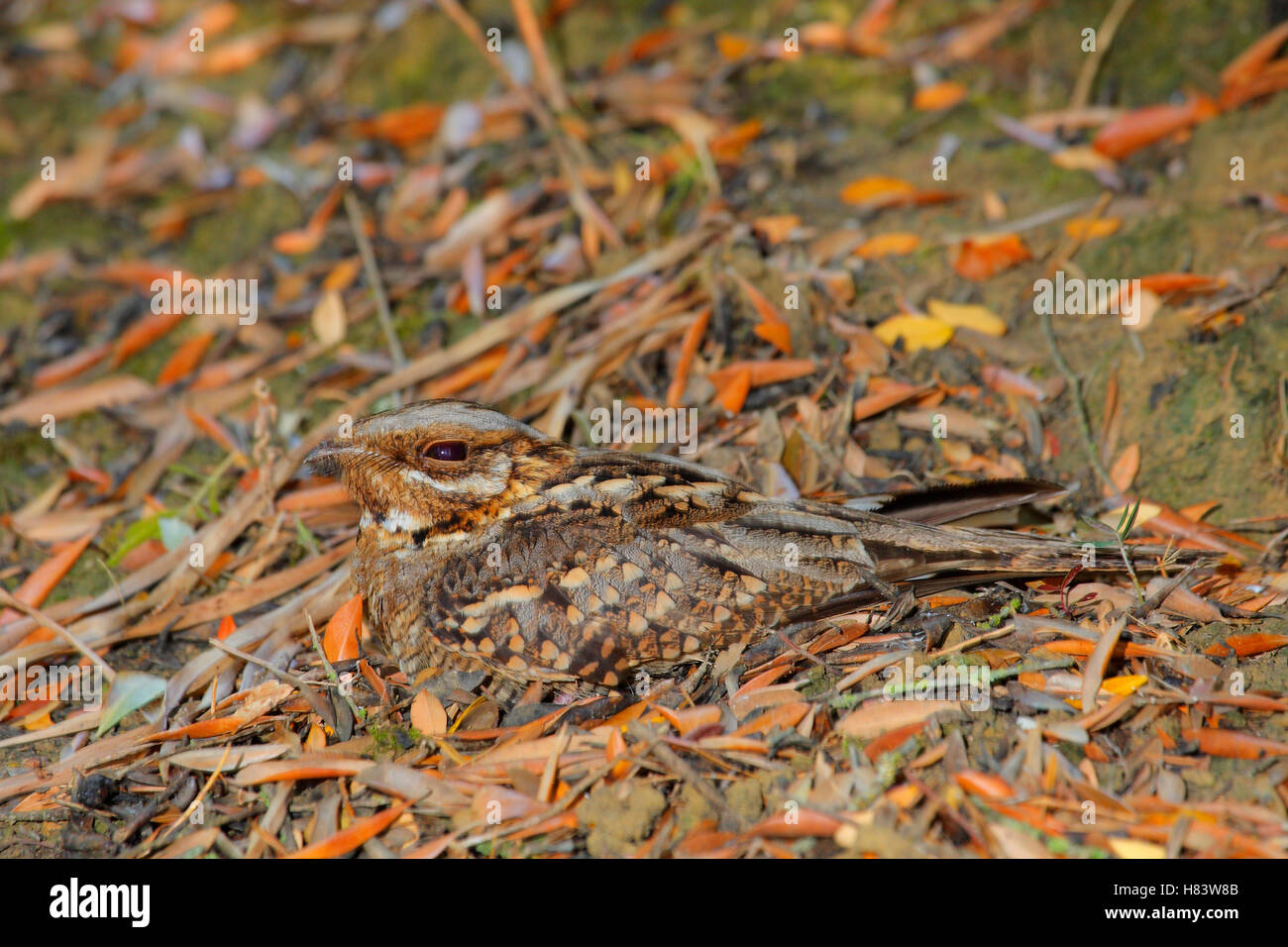 Red-necked Nightjar (Caprimulgus ruficollis) camouflaged against leaves ...