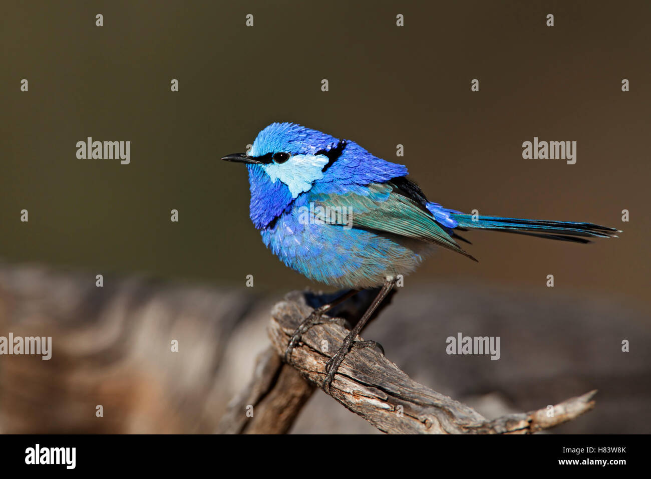 Splendid Fairywren (Malurus splendens) male, Queensland, Australia ...