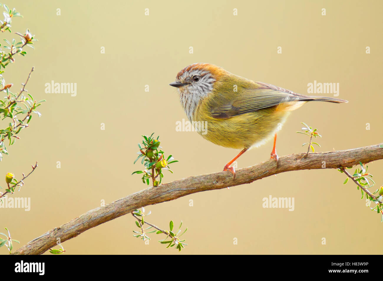 Striated Thornbill (Acanthiza lineata), Victoria, Australia Stock Photo ...