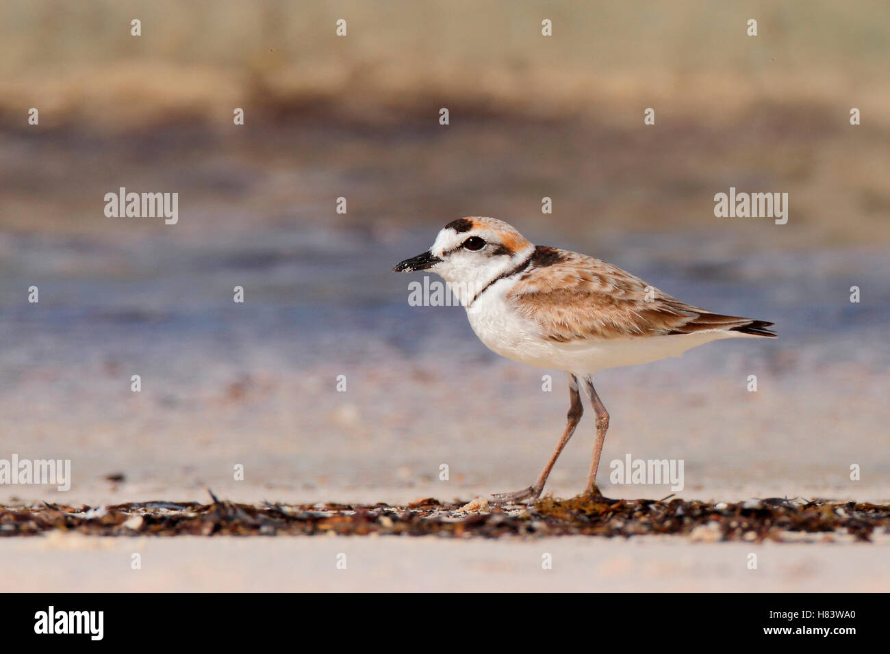 Malaysian Plover (Charadrius peronii), Cuyo Islands, Philippines Stock ...