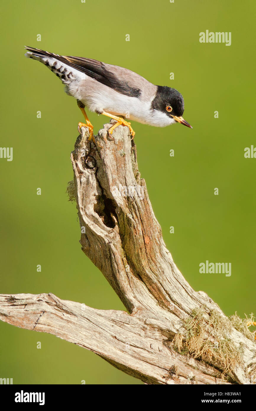 Varied Sittella (Daphoenositta chrysoptera), Australia Stock Photo - Alamy