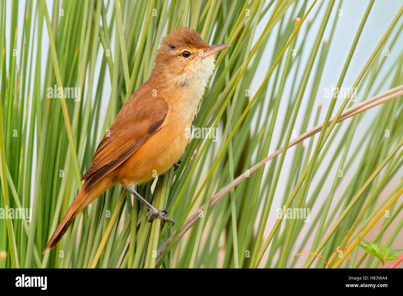 Australian Reed-Warbler (Acrocephalus australis), Australia Stock Photo ...