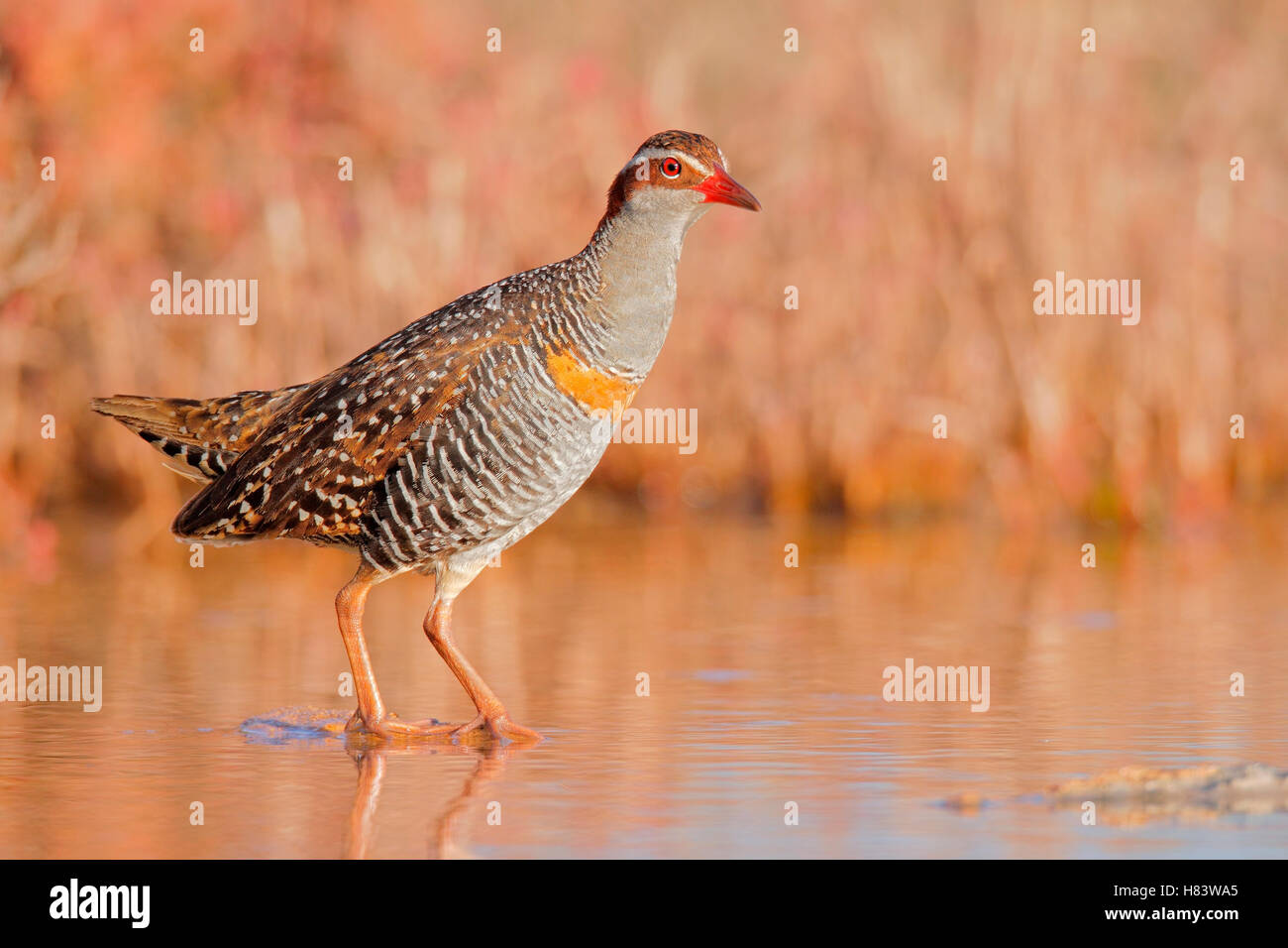 Buff-banded Rail (Gallirallus philippensis), Australia Stock Photo - Alamy