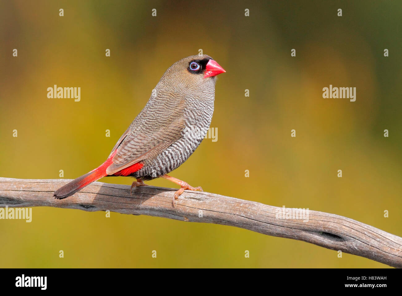 Beautiful Firetail (Stagonopleura bella), Tasmania, Australia Stock ...