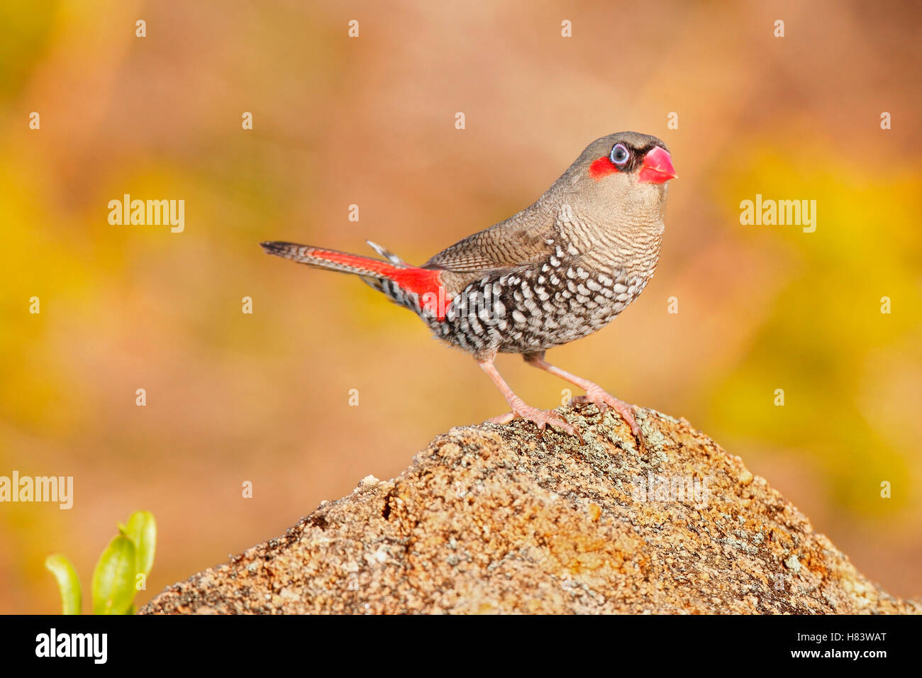 Red-eared Firetail (Stagonopleura oculata), Australia Stock Photo - Alamy