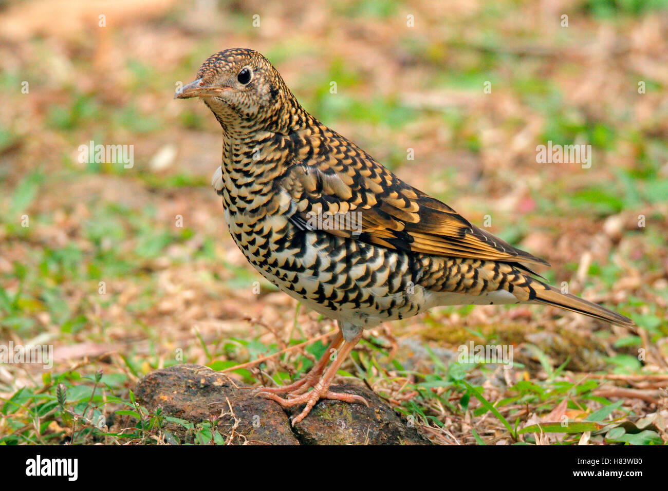 Scaly Thrush (Zoothera dauma), Australia Stock Photo - Alamy