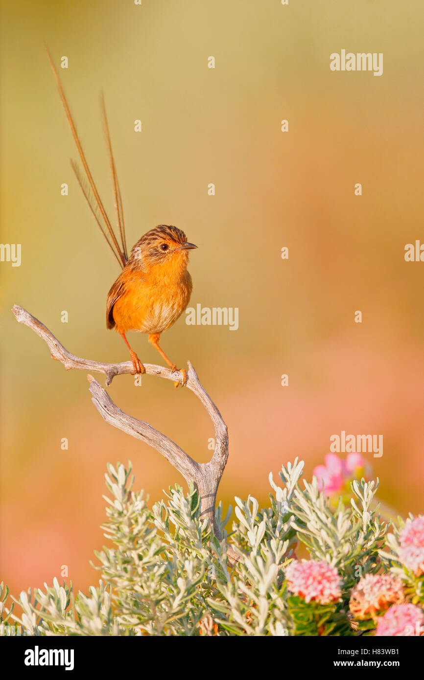 Southern Emuwren (Stipiturus malachurus) female, Australia Stock Photo ...