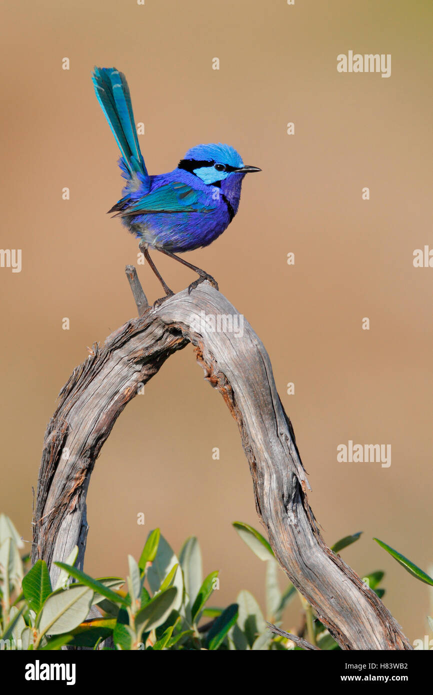 Splendid Fairywren (Malurus splendens) male, Australia Stock Photo - Alamy