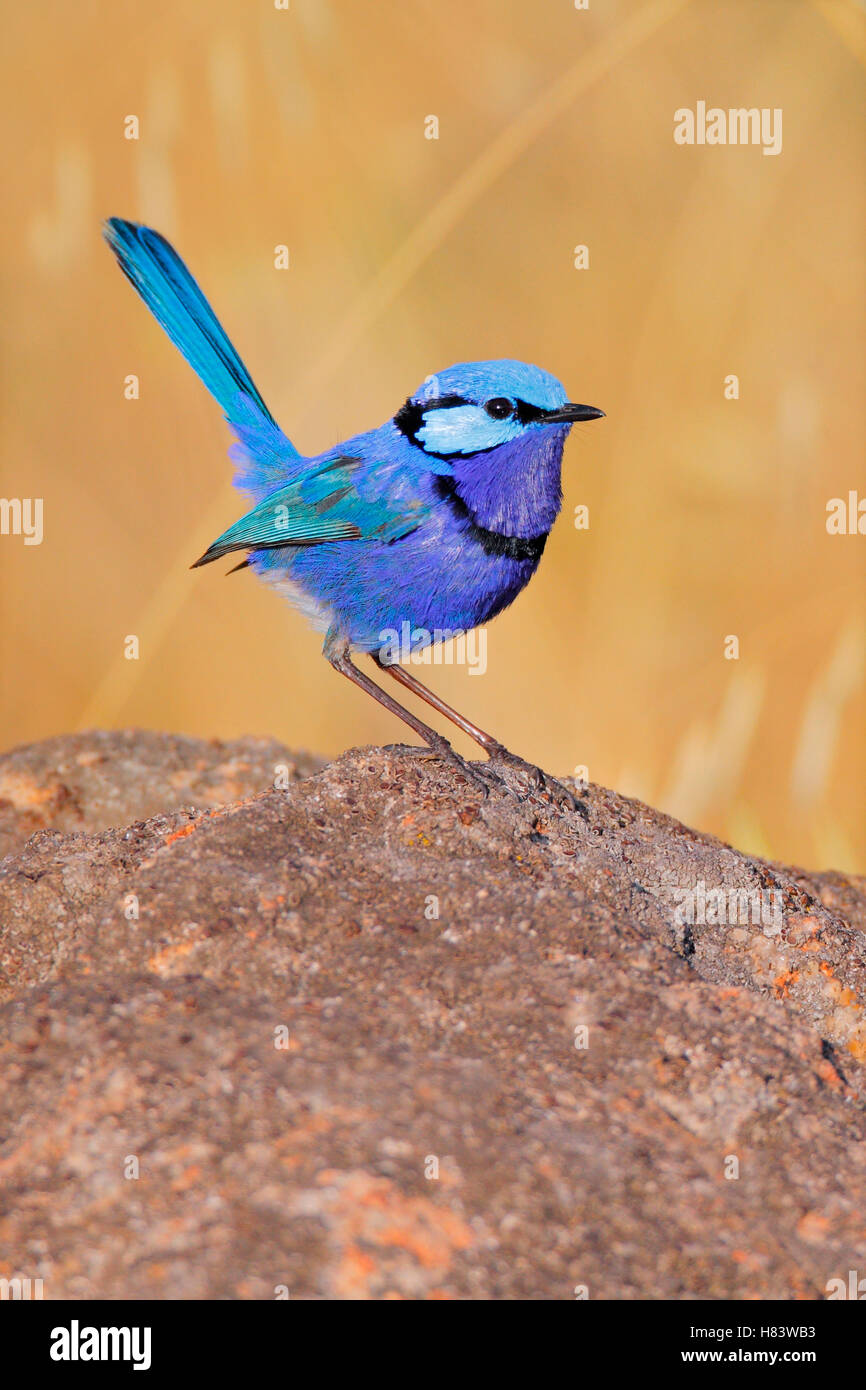 Splendid Fairywren (Malurus splendens) male, Australia Stock Photo - Alamy