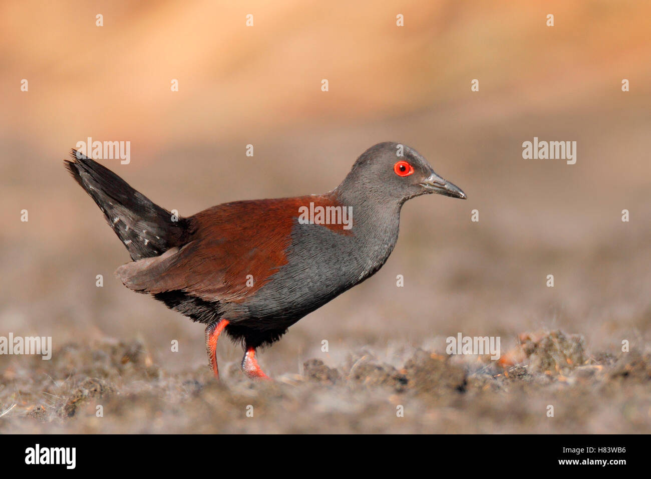 Spotless Crake (Porzana tabuensis), Australia Stock Photo - Alamy