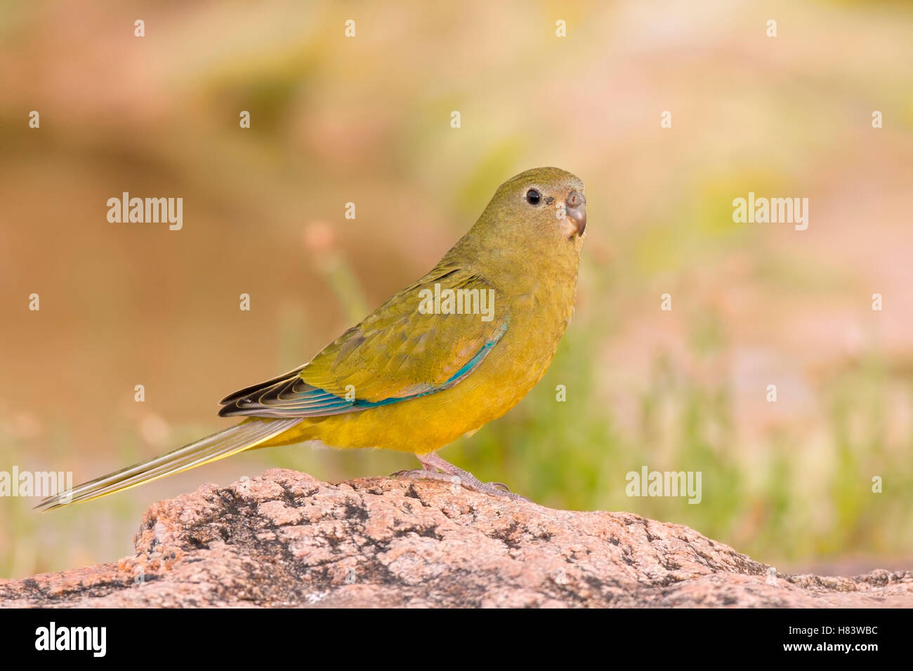Rock Parrot (Neophema petrophila), Australia Stock Photo - Alamy