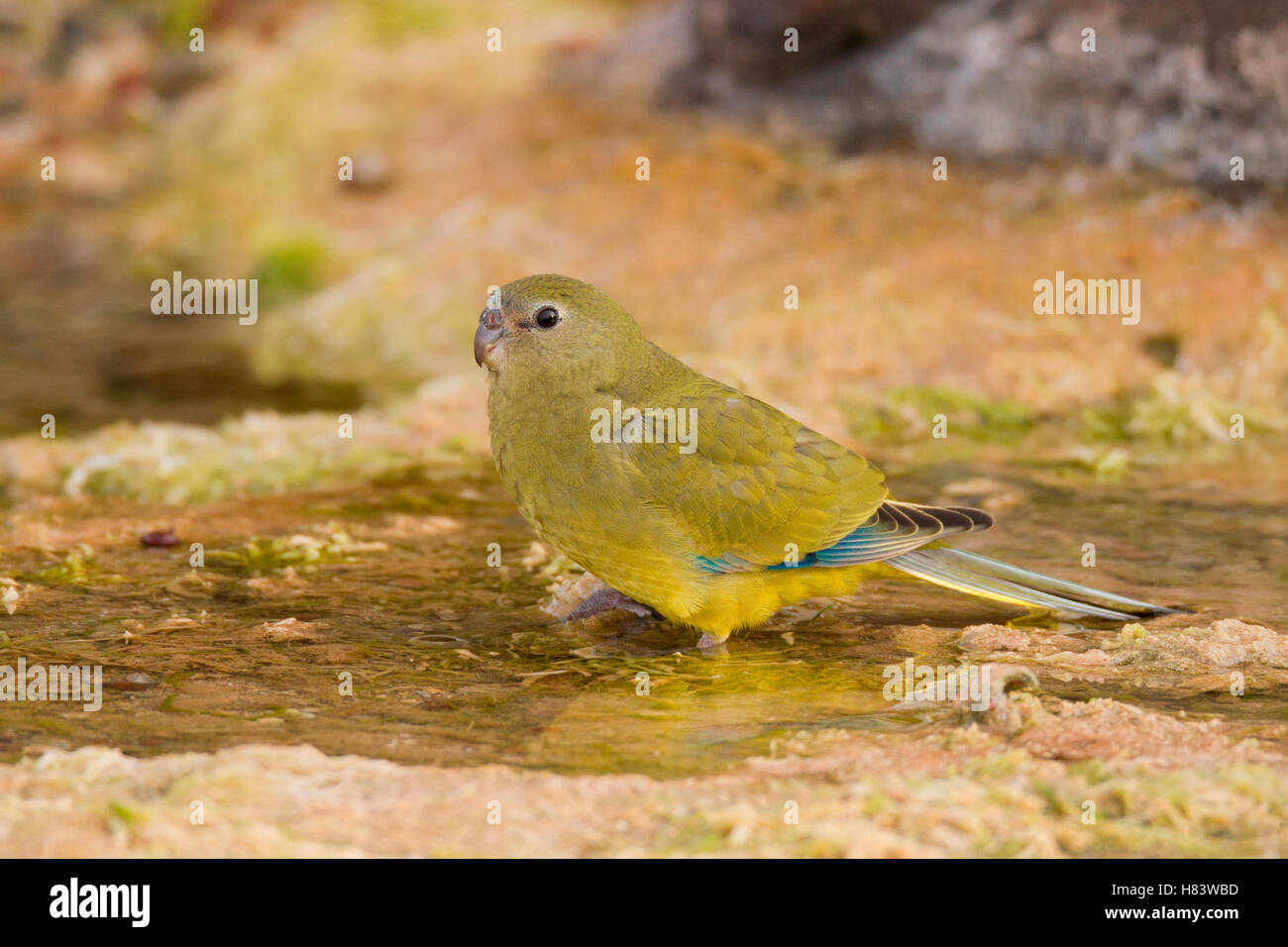 Rock Parrot (Neophema petrophila), Australia Stock Photo - Alamy