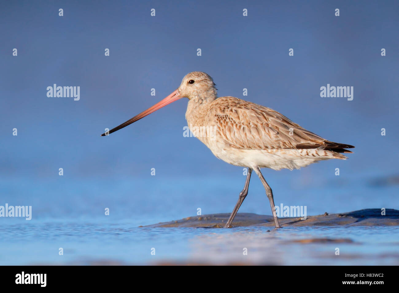 Bar-tailed Godwit (Limosa lapponica), Australia Stock Photo - Alamy