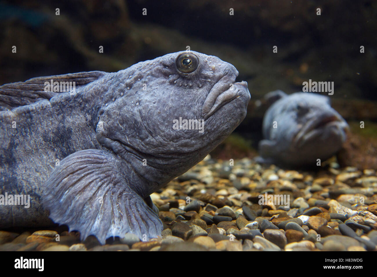 Atlantic Wolffish (Anarhichas lupus) pair, France Stock Photo - Alamy