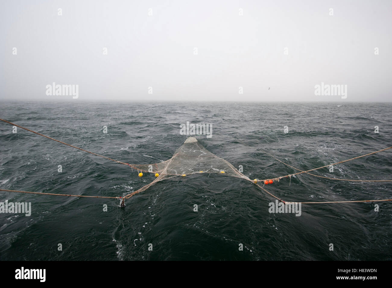 Trawling fishing boat deploying net into North Sea, Belgium Stock Photo ...
