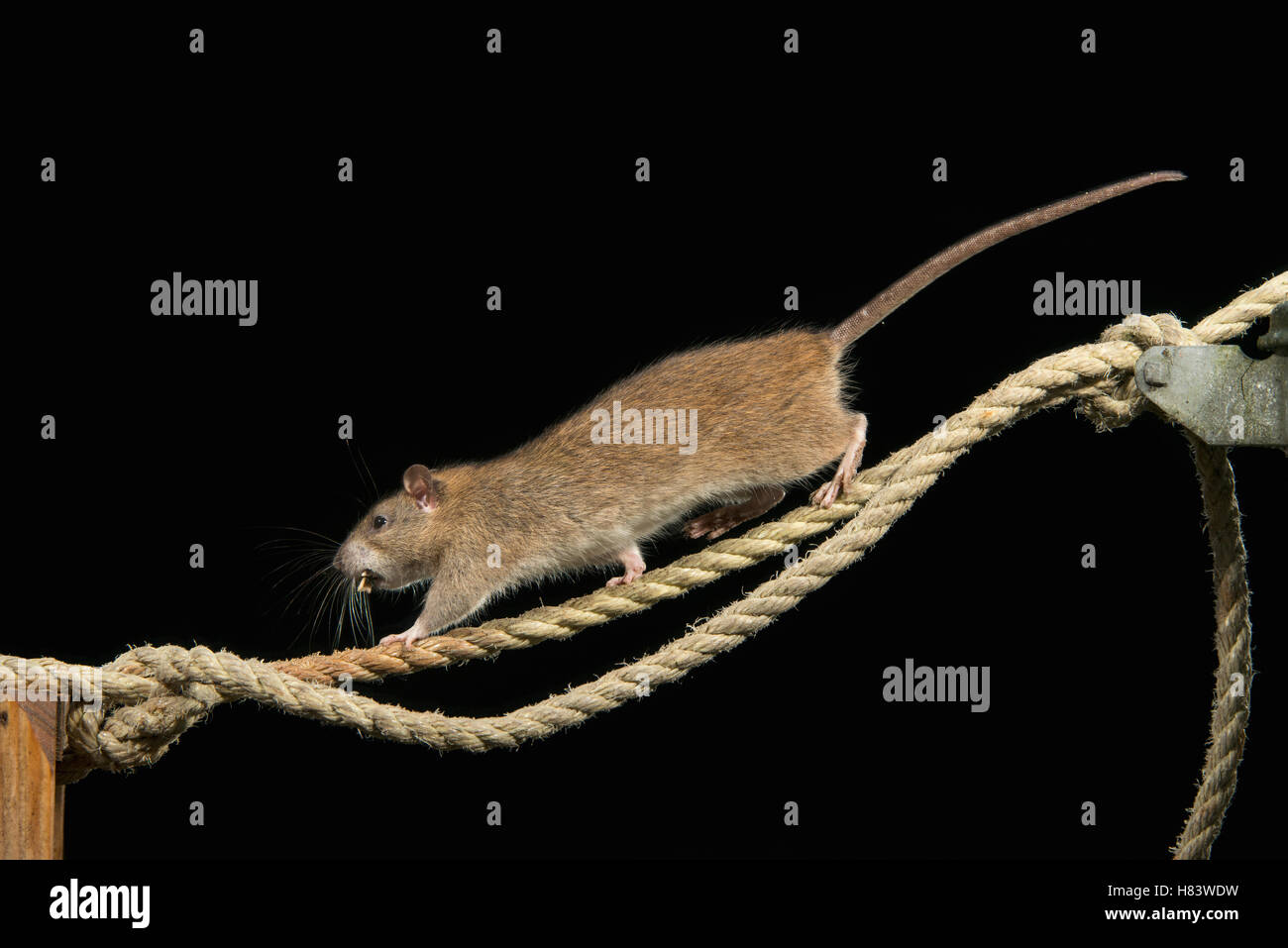 Brown Rat (Rattus norvegicus) walking across rope with food in its ...