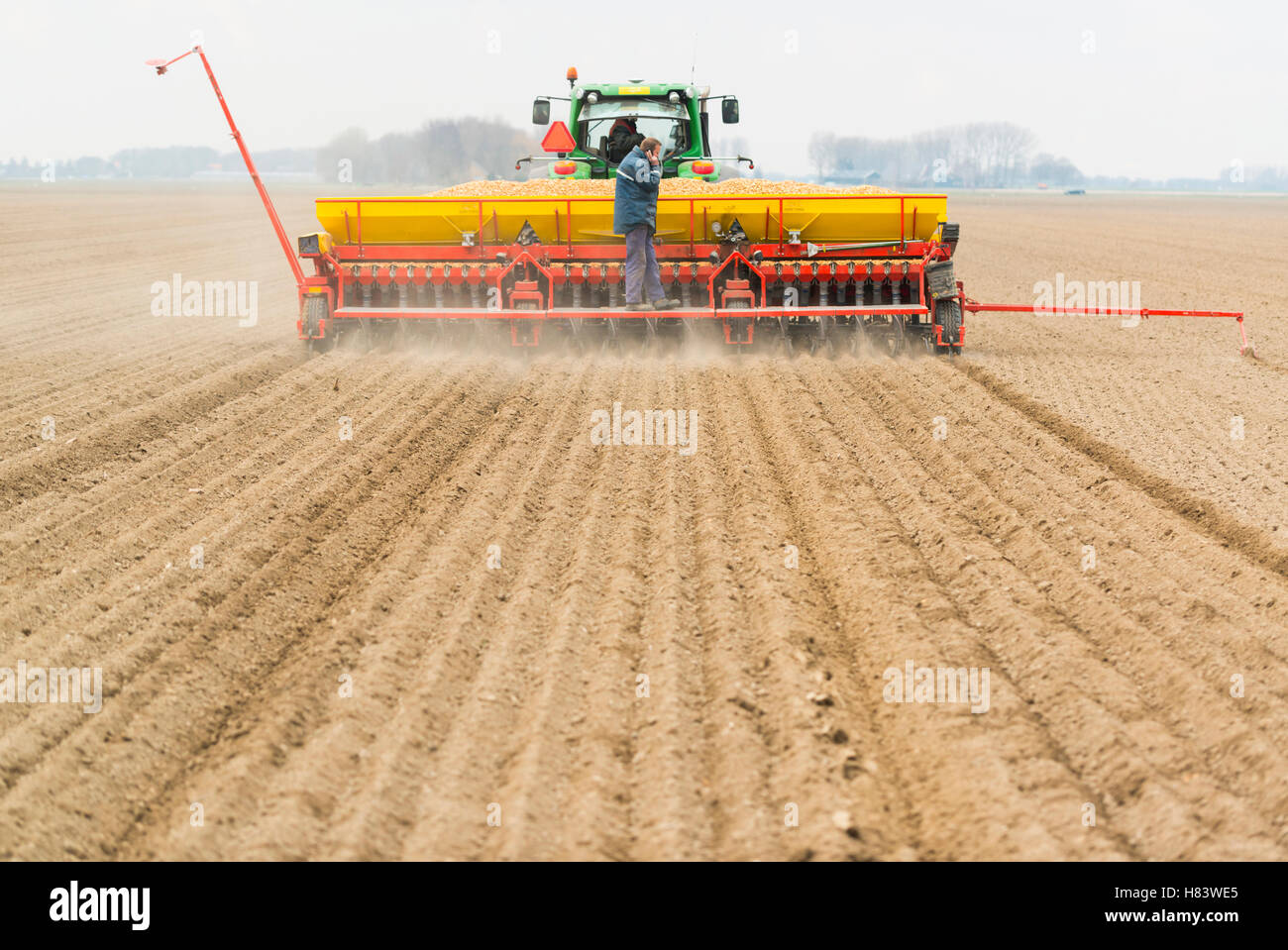 Onion (Allium sp) planting, Netherlands Stock Photo - Alamy