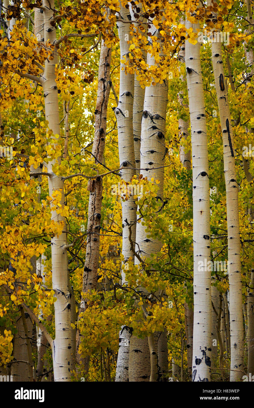 Quaking Aspen (Populus tremuloides) forest in autumn, Colorado Stock ...