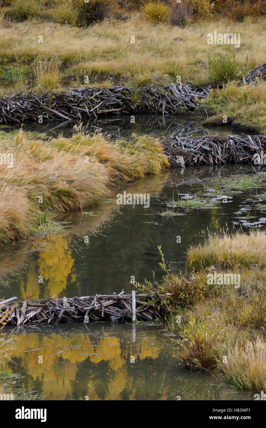 American Beaver (Castor canadensis) dams on stream, Colorado Stock ...