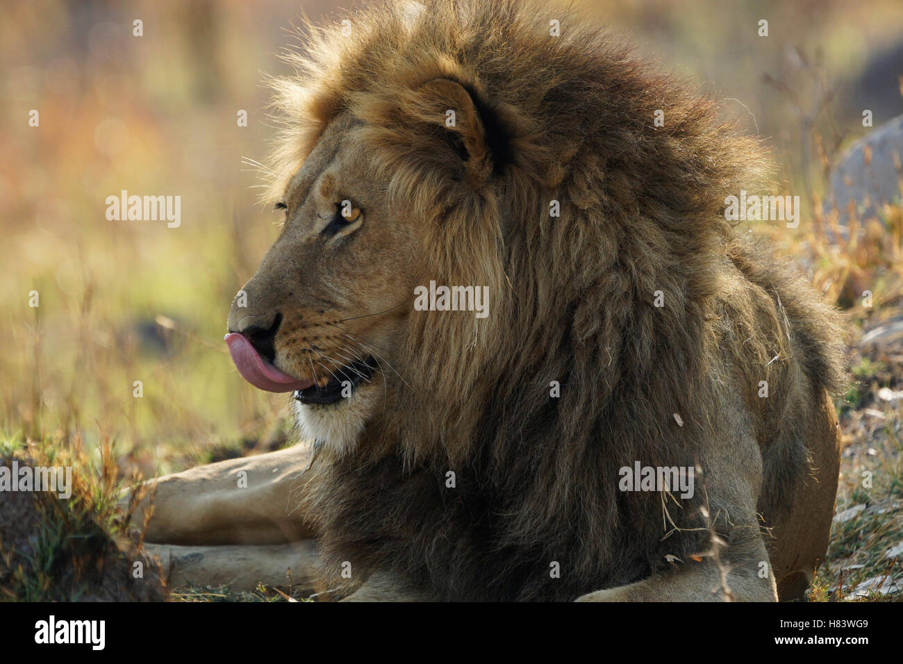 African Lion (Panthera leo) male licking upper lip, Okavango Delta ...