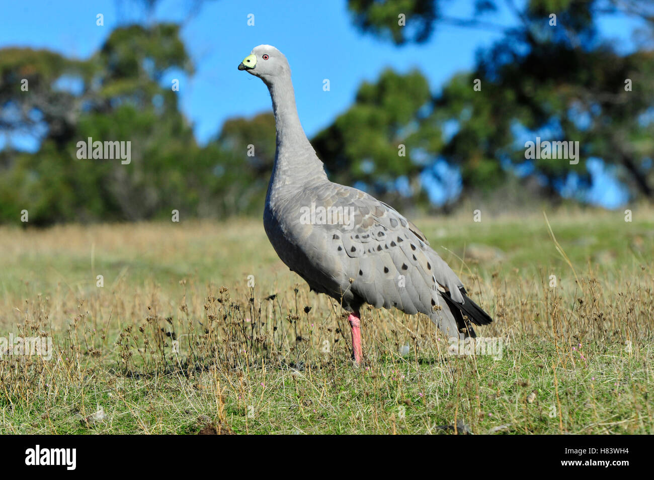 Cape Barren Goose (Cereopsis novaehollandiae), Maria Island National ...