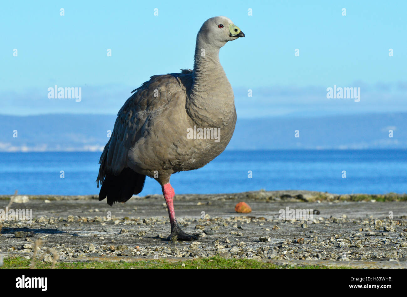 Cape Barren Goose (Cereopsis novaehollandiae), Maria Island National ...